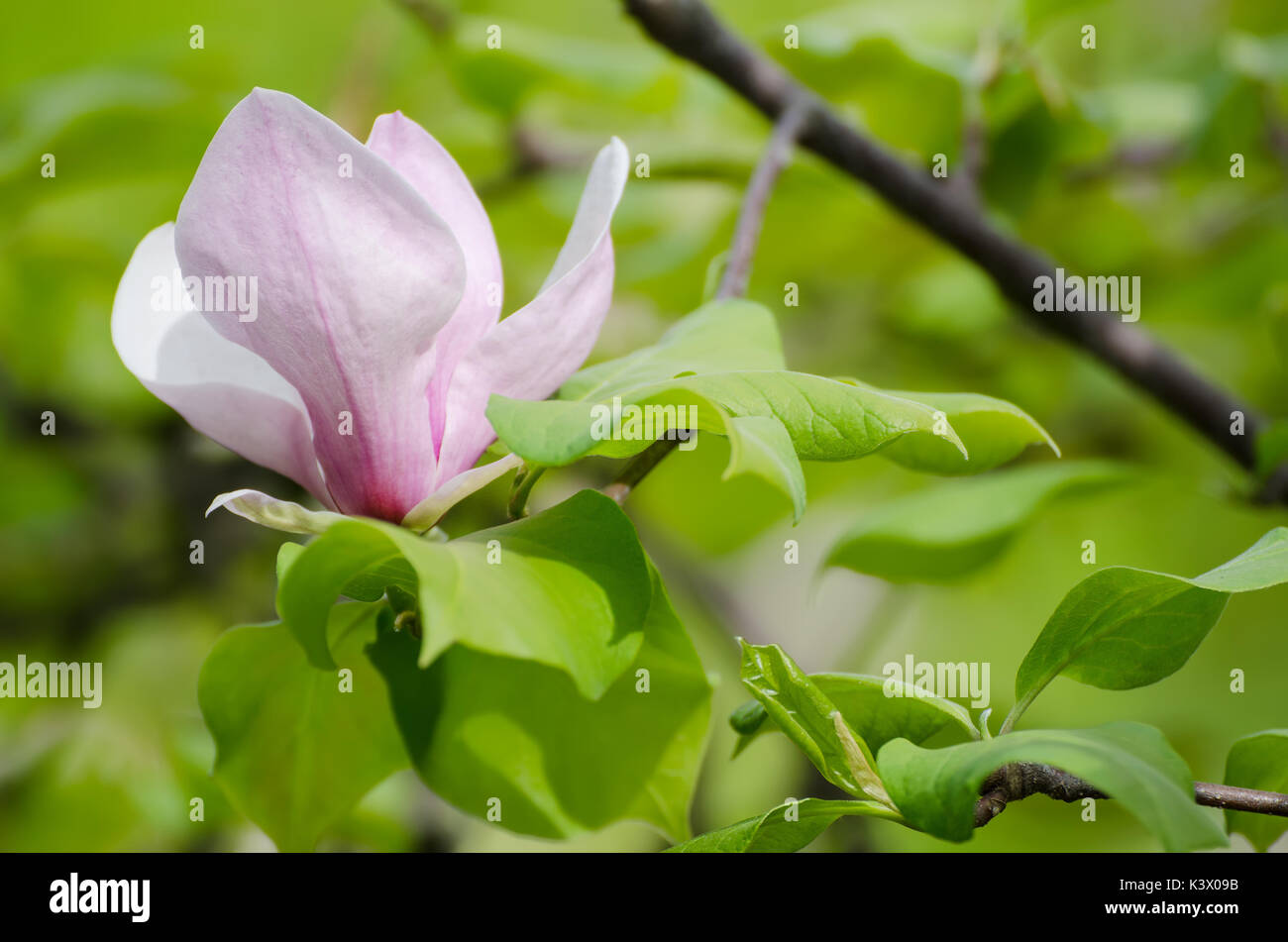 Magnolia spring flowers Stock Photo - Alamy