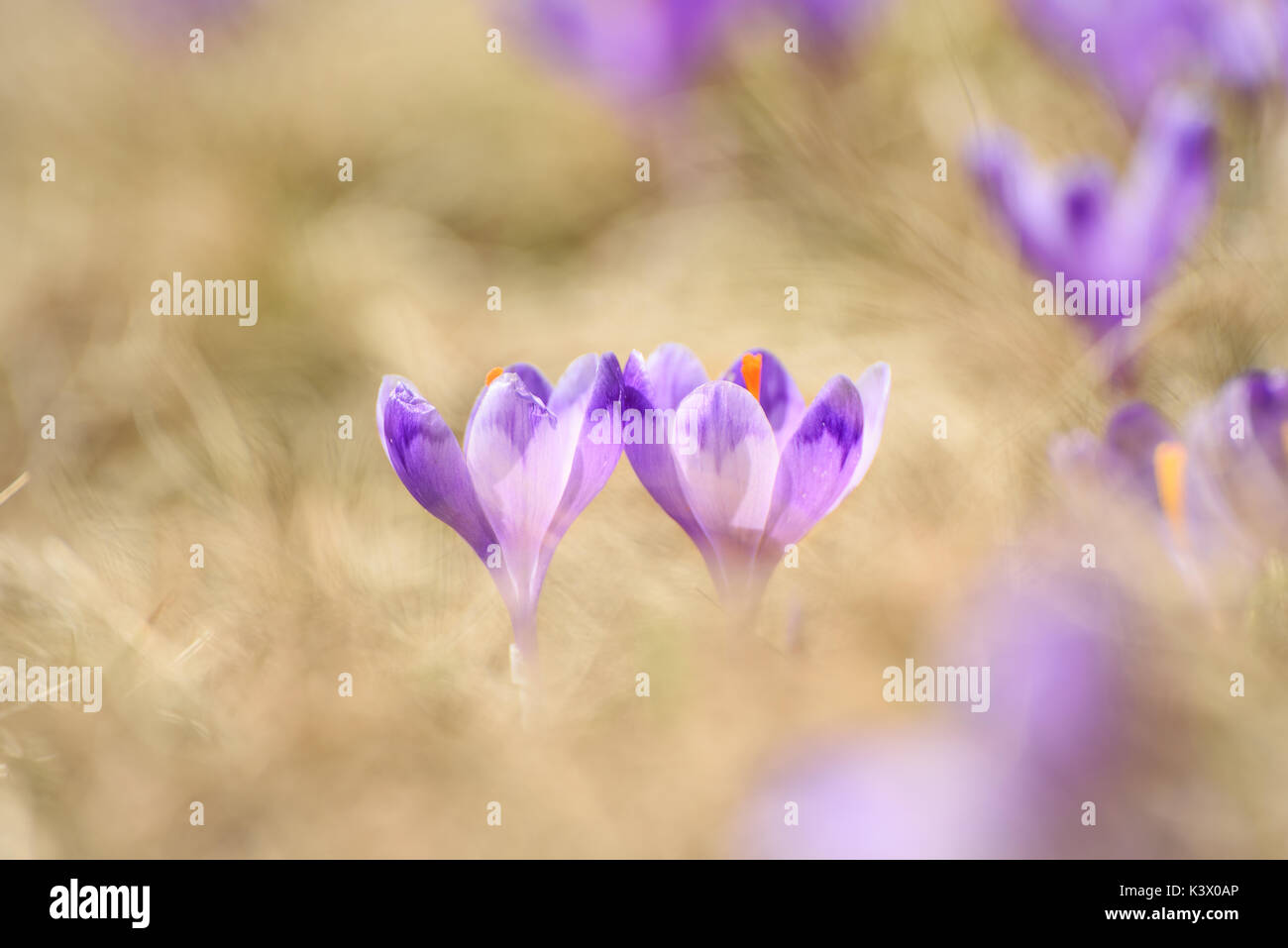 Two elegant crocus flowers hi-res stock photography and images - Alamy