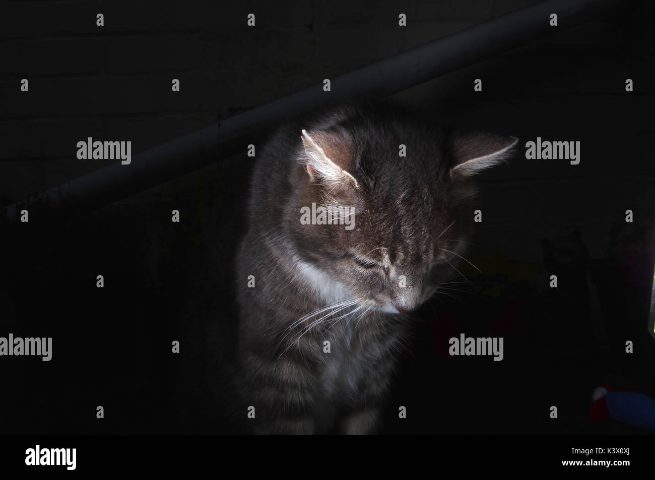 Cat in the shadows hi-res stock photography and images - Alamy
