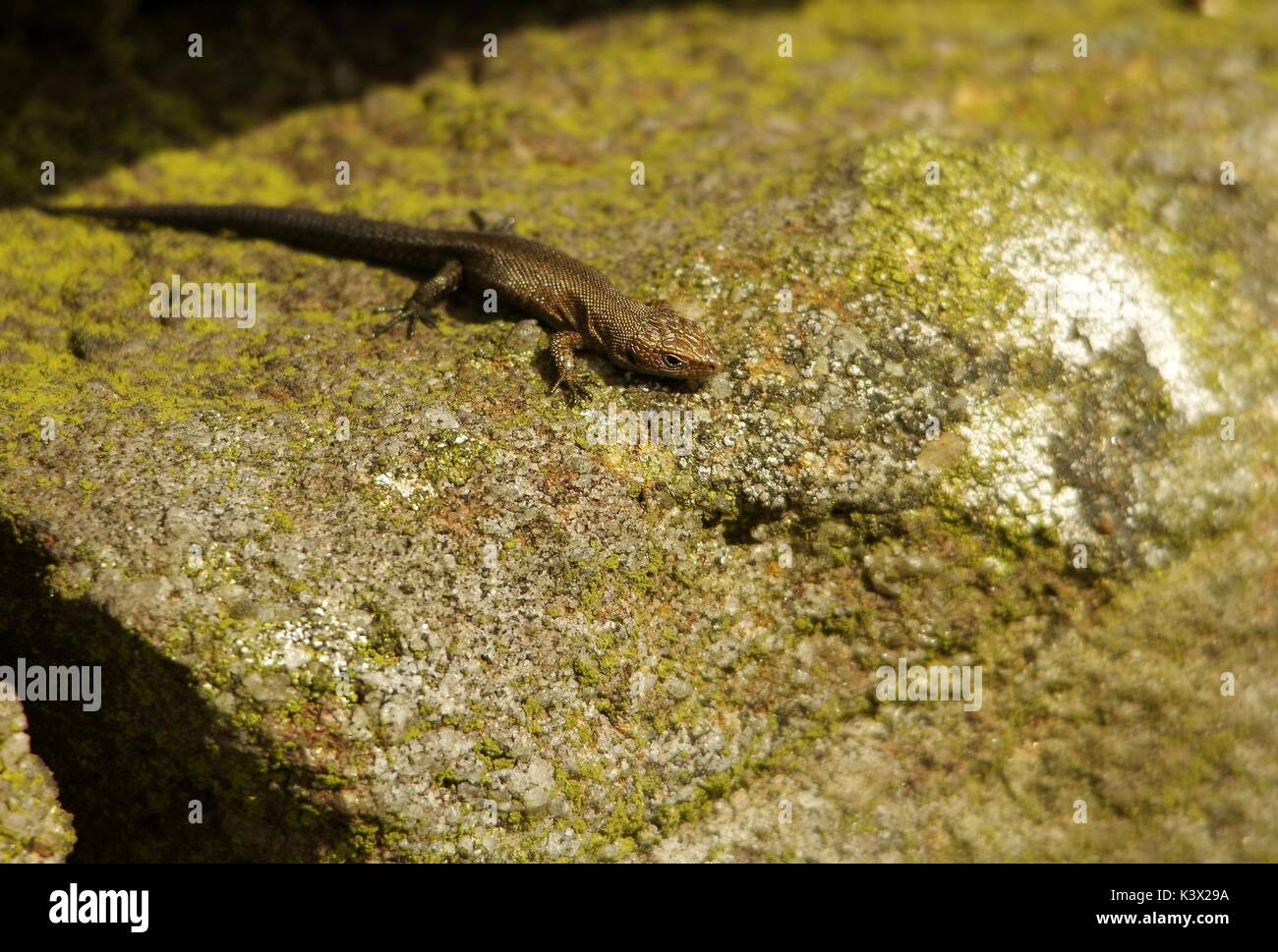 Baby common wall lizard hi-res stock photography and images - Alamy