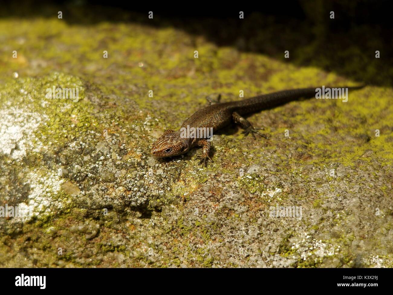 Baby common wall lizard hi-res stock photography and images - Alamy