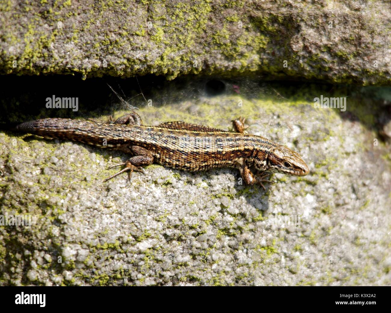 Baby common wall lizard hi-res stock photography and images - Alamy