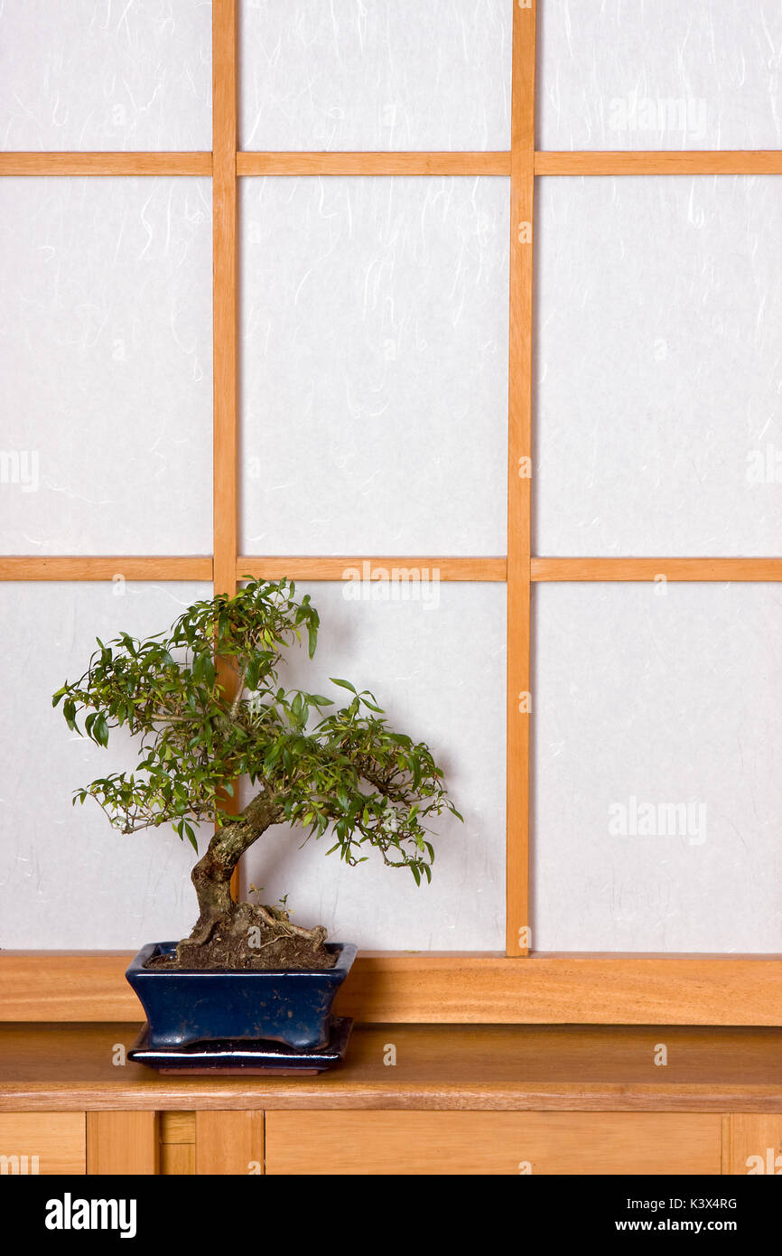 Bonsai tree hi-res stock photography and images - Alamy