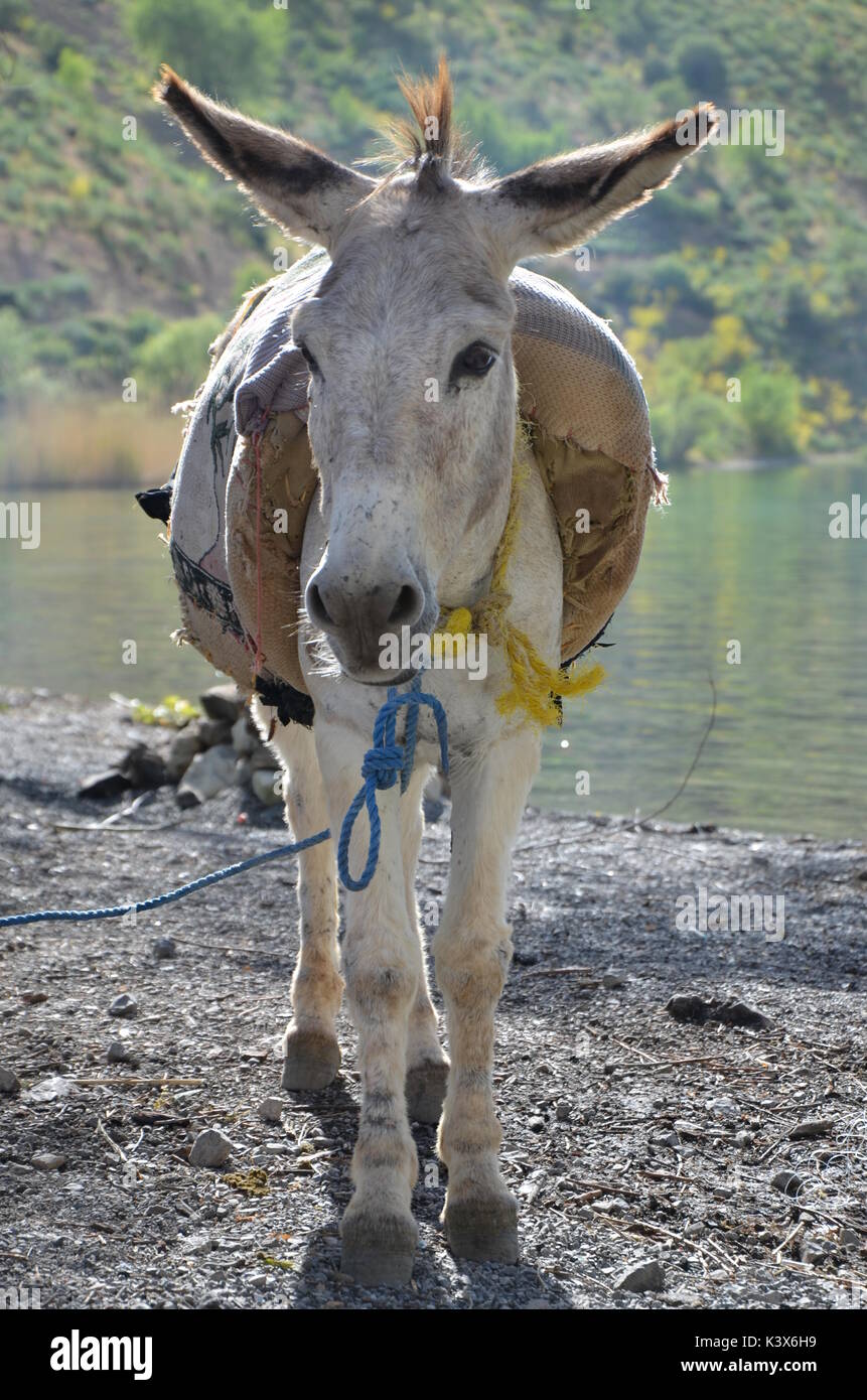 Yassser alishahi hi-res stock photography and images - Alamy