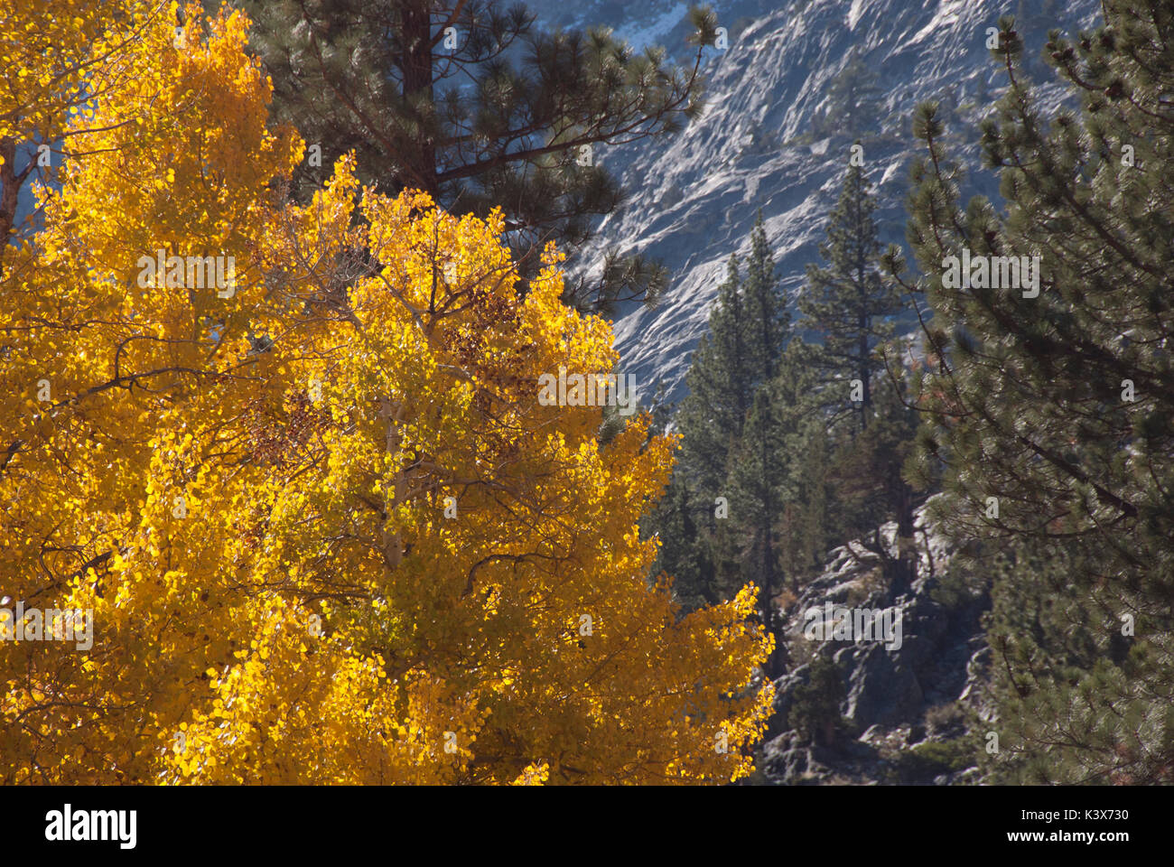 The vivid fall colors of a lone Birch tree in autumn Stock Photo - Alamy