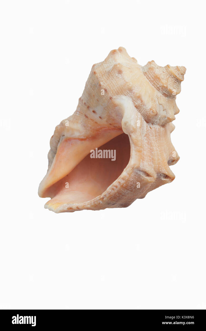 seashell, isolated on white background, close-up Stock Photo - Alamy