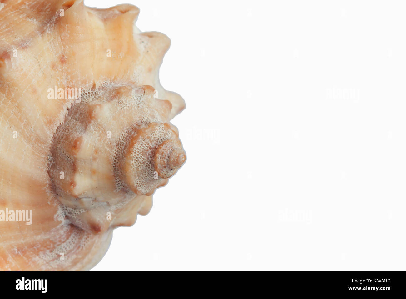 seashell, isolated on white background, close-up Stock Photo - Alamy