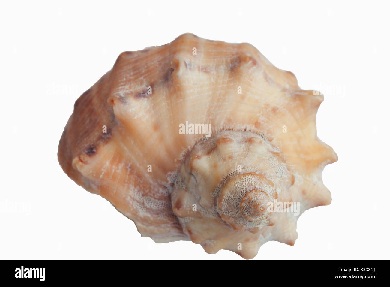 seashell, isolated on white background, close-up Stock Photo - Alamy