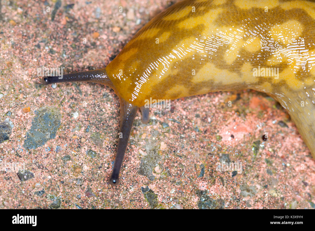 Slug eggs hi-res stock photography and images - Alamy