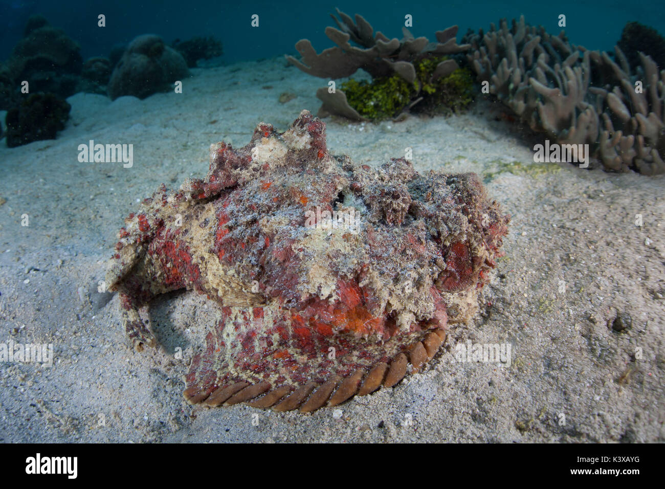 Biodiversity animals hi-res stock photography and images - Alamy
