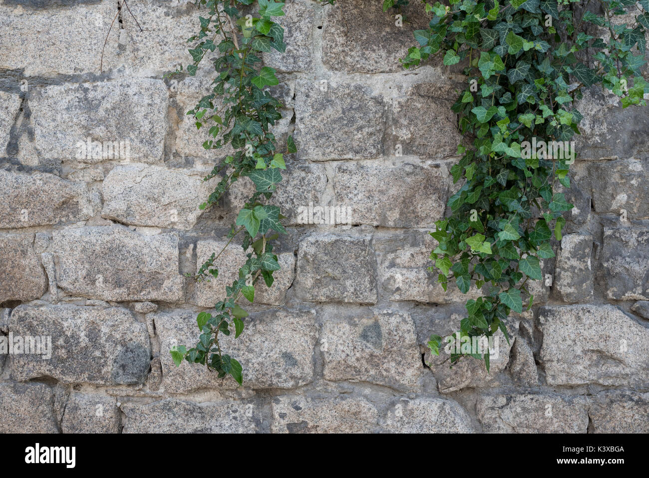 stones wall with ivy Stock Photo - Alamy