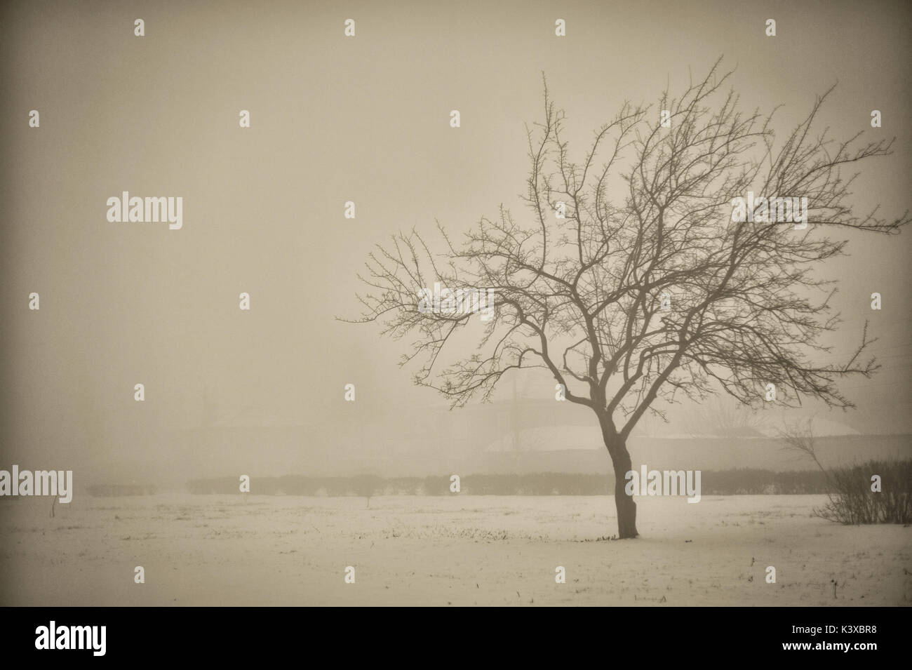 Winter tree landscape hi-res stock photography and images - Alamy