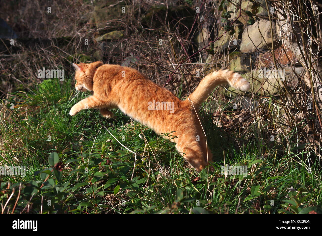 Ginger cat hunting in garden Stock Photo - Alamy