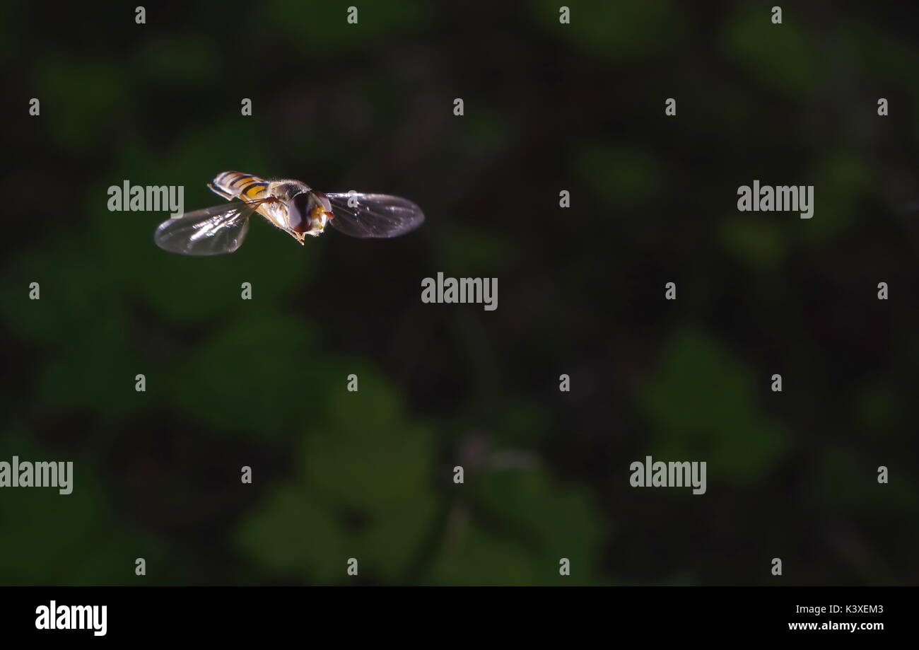 Flying insect wings flight hoverfly hi-res stock photography and images ...