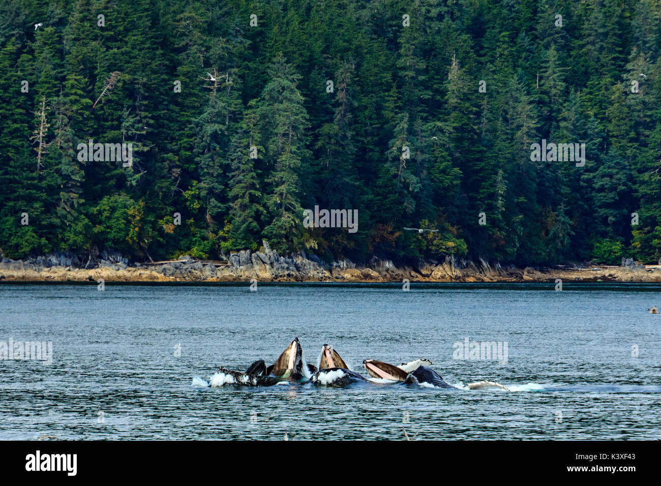 A group of humpback whales work together in cooperative bubble net ...