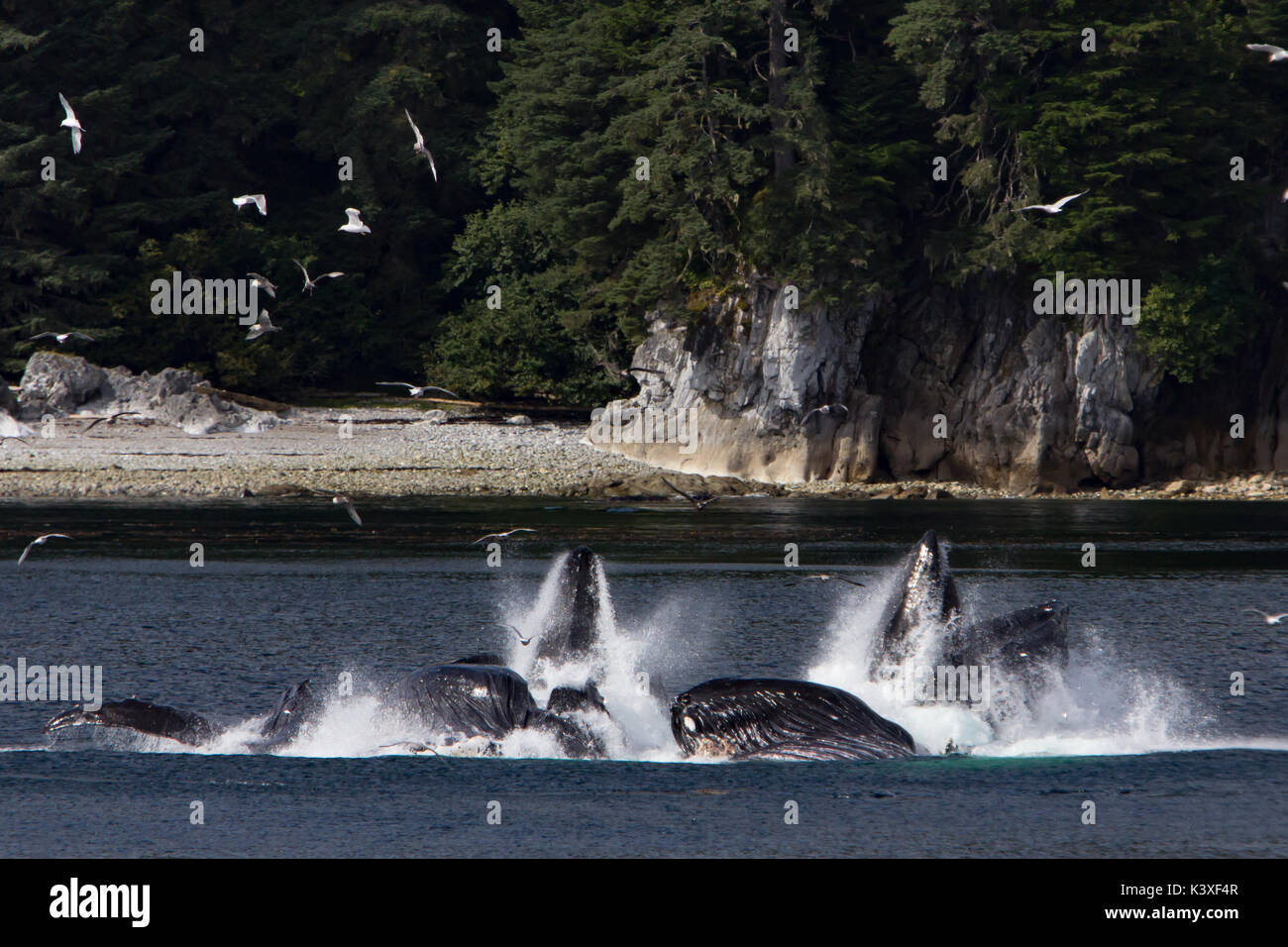 Group humpback whales work hi-res stock photography and images - Alamy