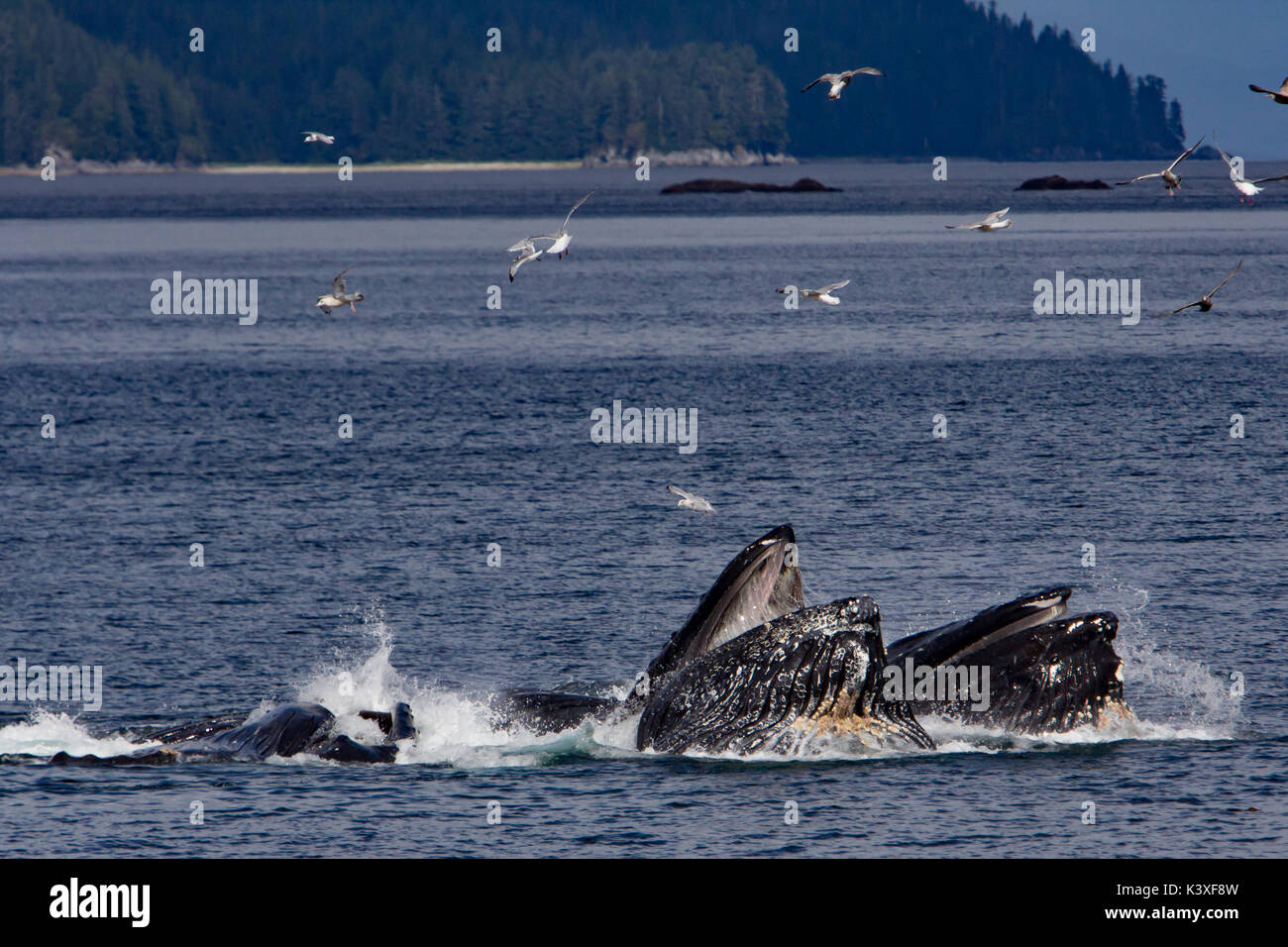 Group humpback whales work hi-res stock photography and images - Alamy