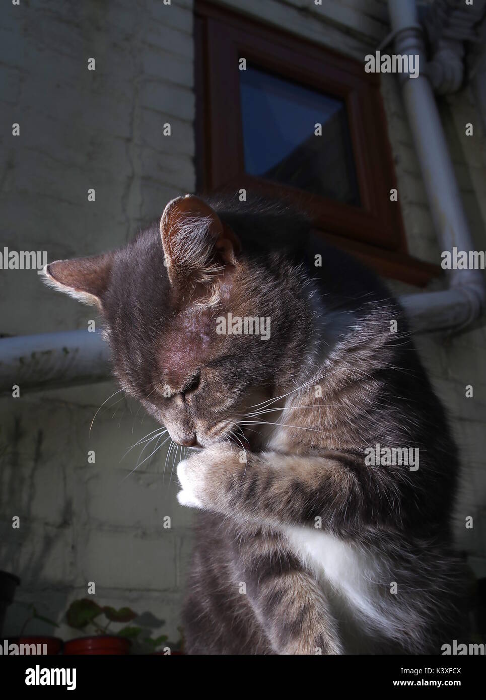 Tabby cat making a decision Stock Photo - Alamy