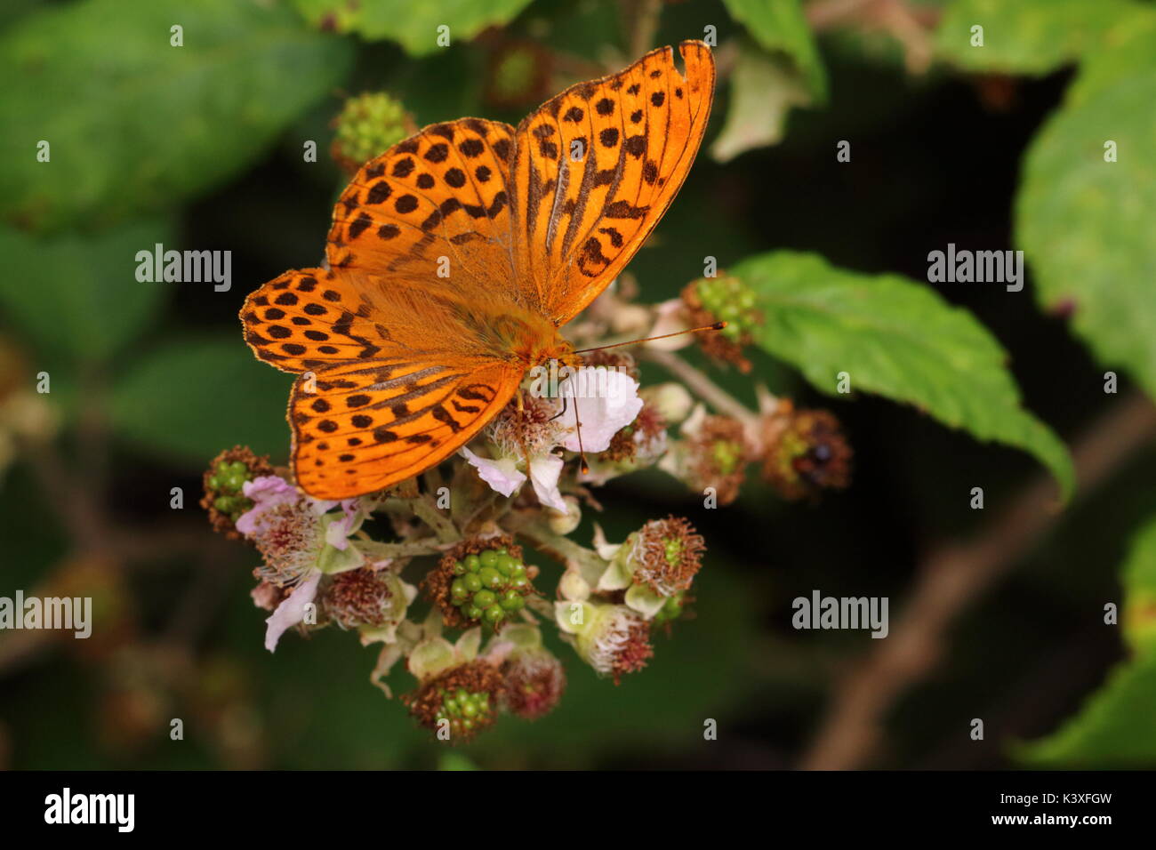 Male Silver-washed Fritillary Stock Photo - Alamy