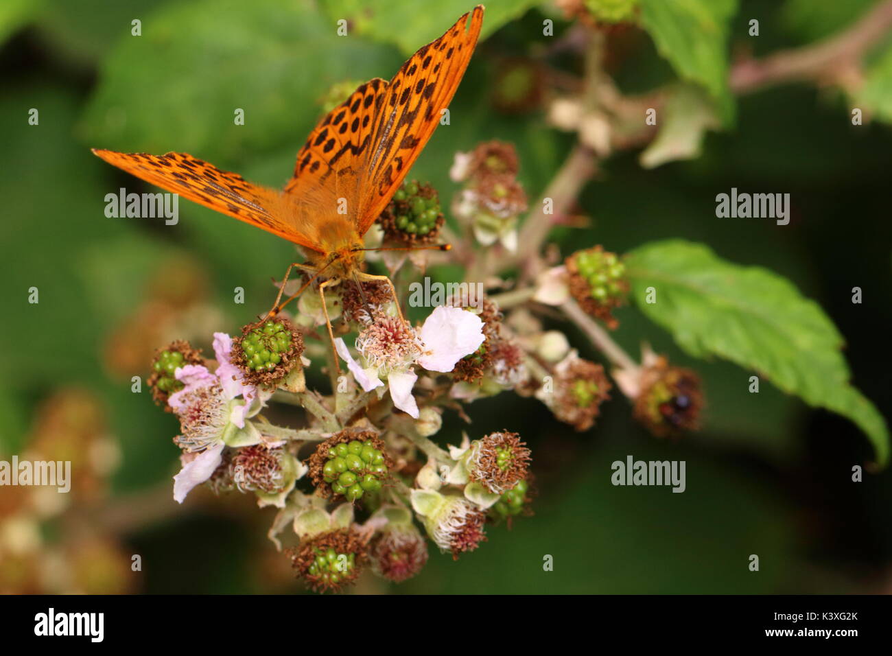 Male Silver-washed Fritillary Stock Photo - Alamy