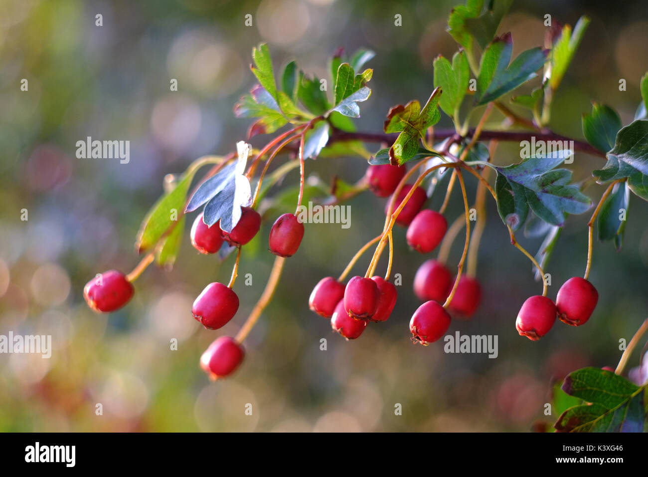 Hawthorn fruit harvest hi-res stock photography and images - Alamy