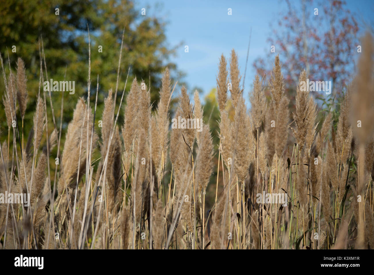 Thick water reeds against a bright blue sky Stock Photo - Alamy