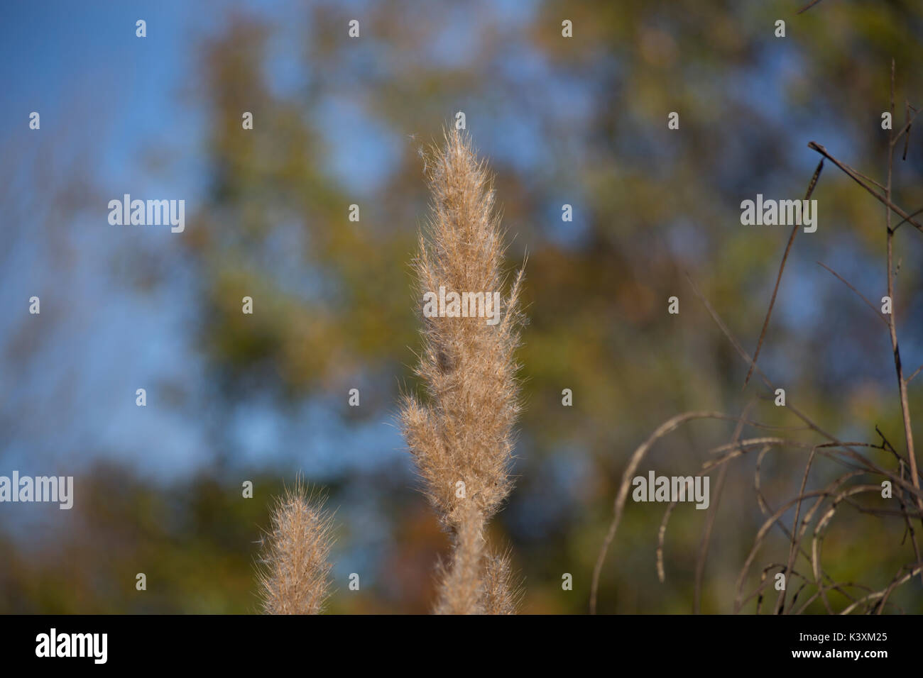 Water reed against a bright blue and green background Stock Photo - Alamy