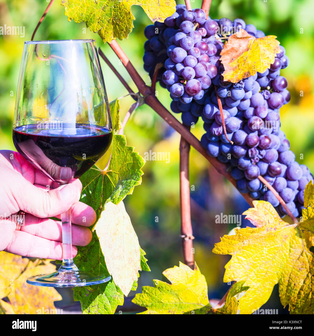 Hand grape harvest hi-res stock photography and images - Alamy