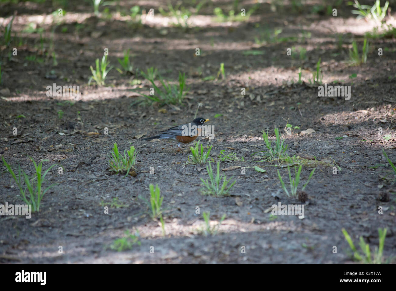 American robin (Turdus migratorius ) hopping around a yard Stock Photo ...