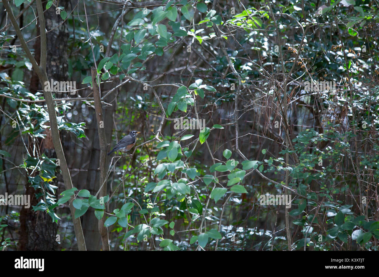American robin (Turdus migratorius ) hiding in a bush Stock Photo - Alamy