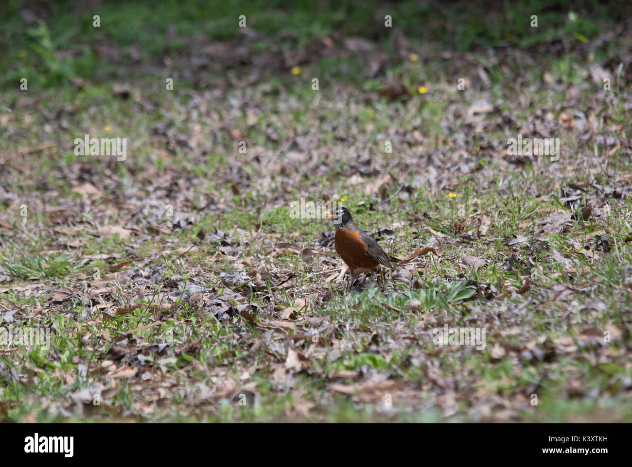 American robin (Turdus migratorius ) hopping around a yard Stock Photo ...