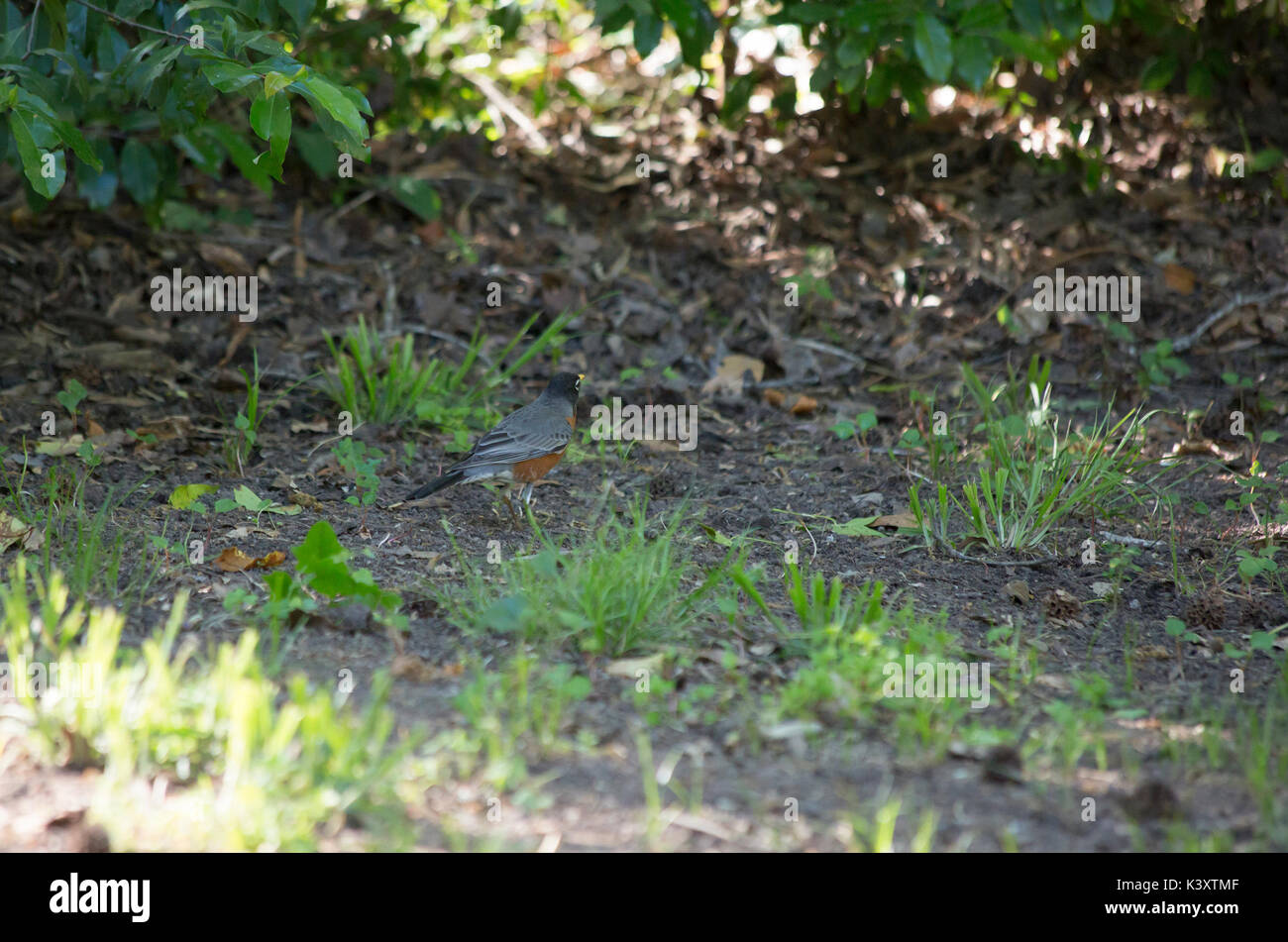 American robin (Turdus migratorius ) hopping around a yard Stock Photo ...
