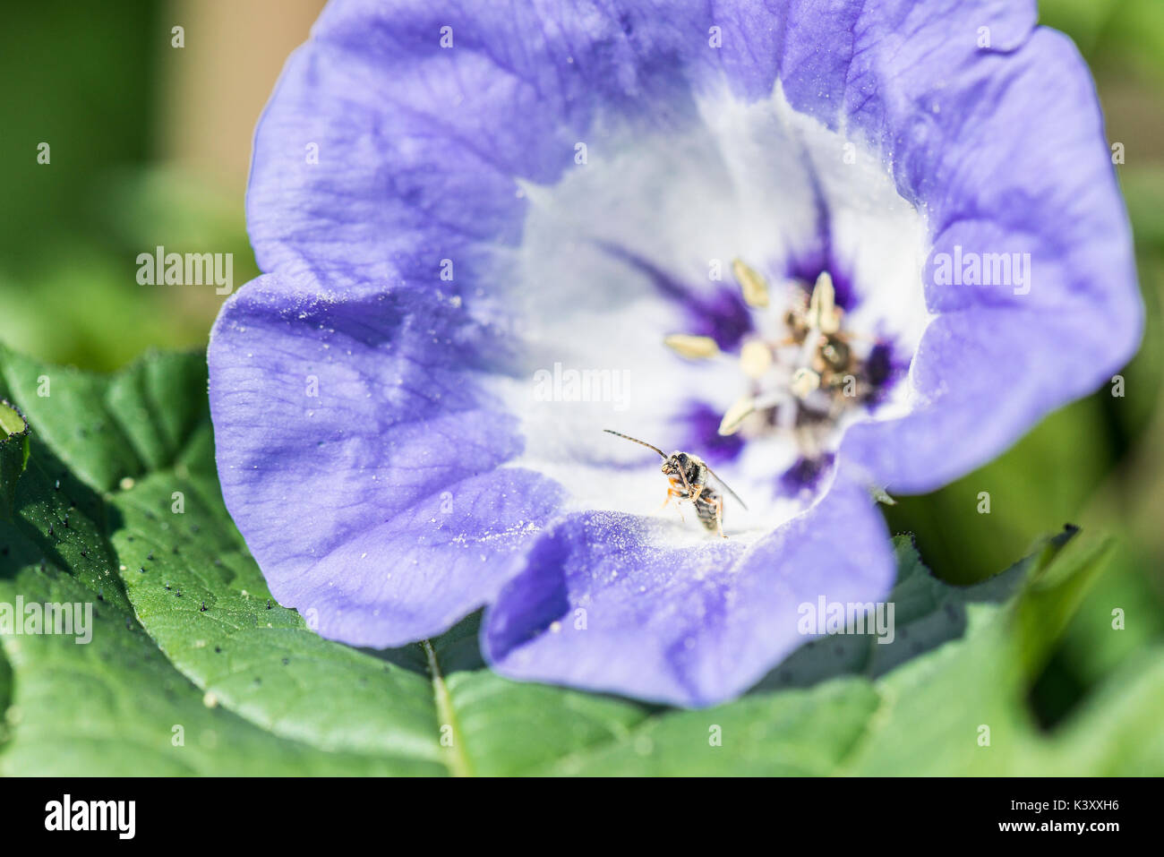 A common furrow-bee on a flower of a shoo-fly plant (Nicandra ...