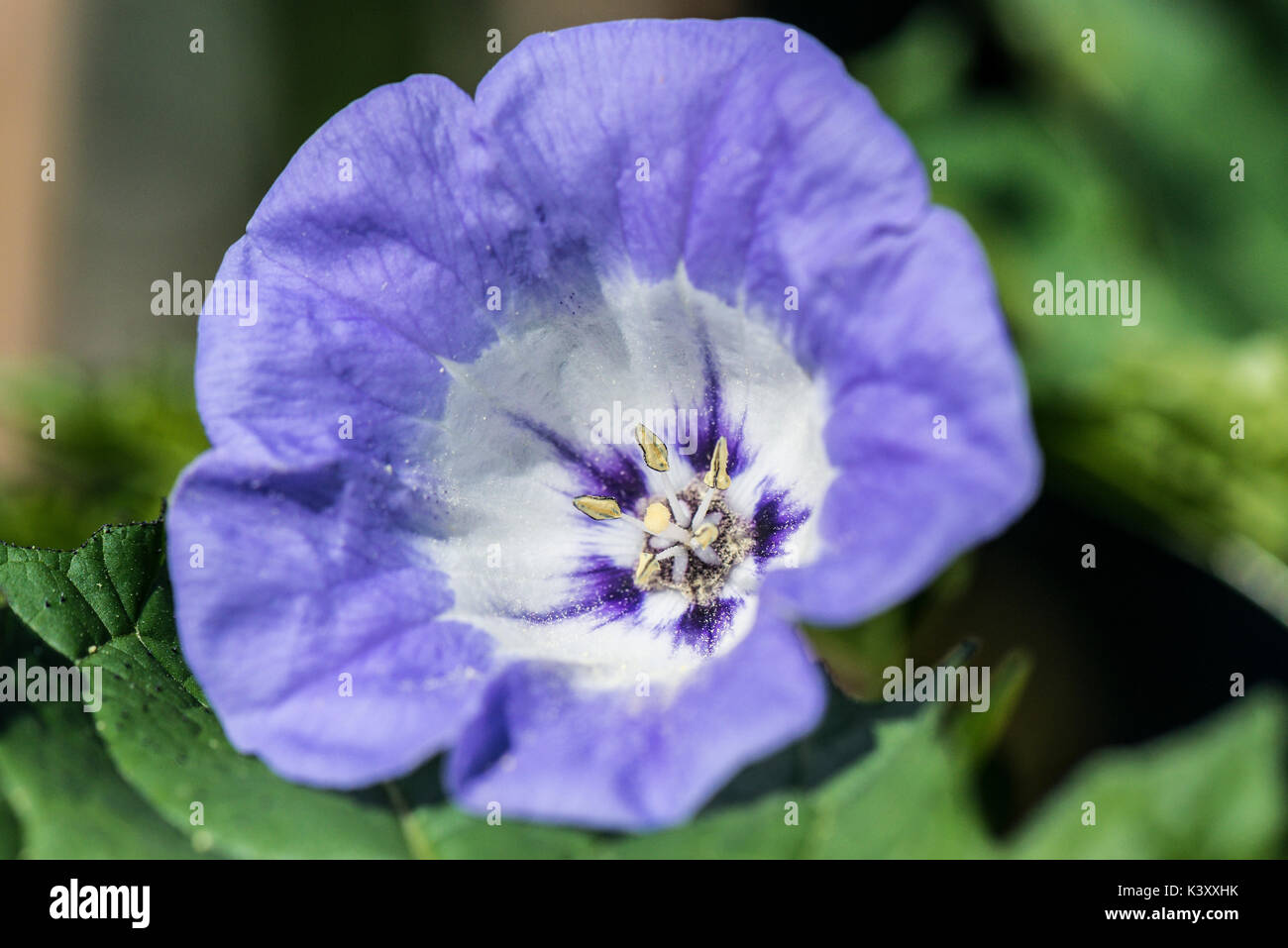 A flower on a shoo-fly plant (Nicandra physalodes Stock Photo - Alamy