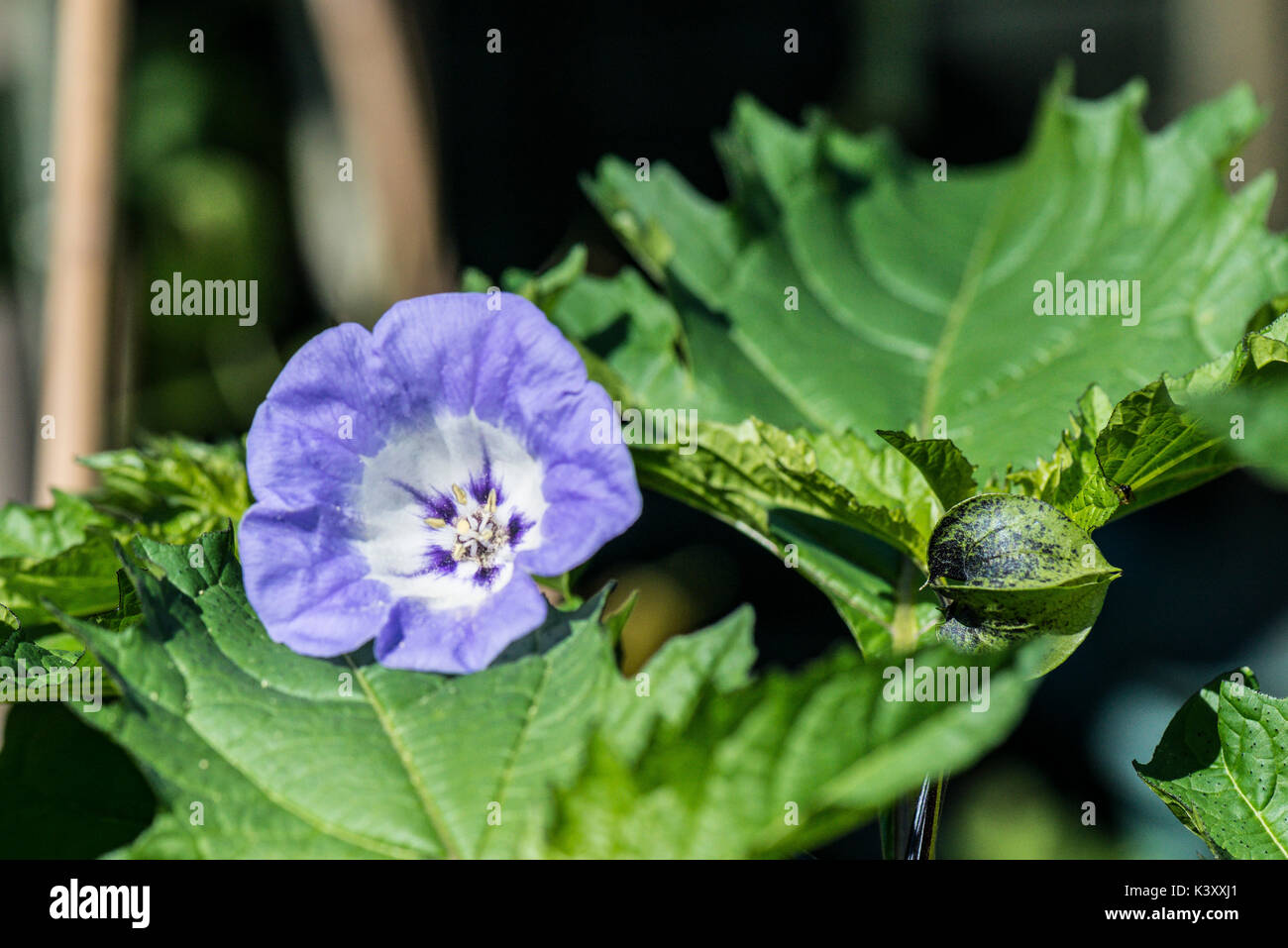 A flower on a shoo-fly plant (Nicandra physalodes Stock Photo - Alamy