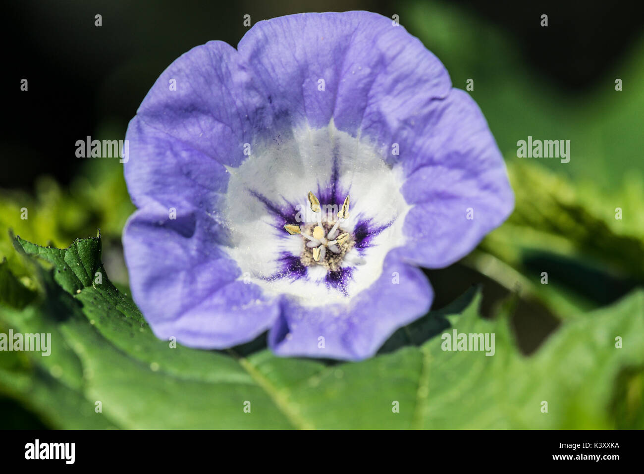 Nicandra physalodes hi-res stock photography and images - Alamy