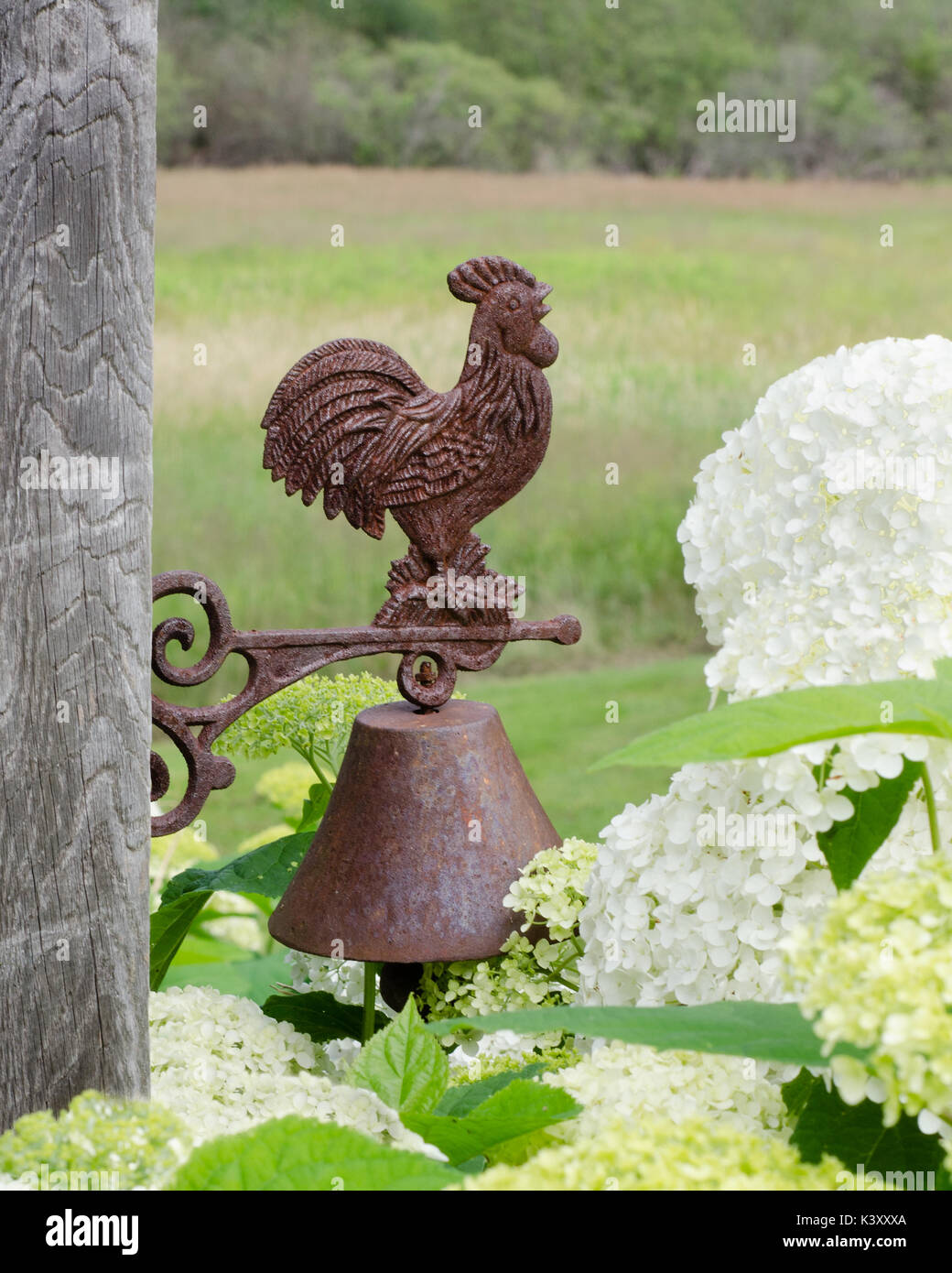Rusty Steel Rooster Dinner Bell on Barn Board with Flowers and Field ...
