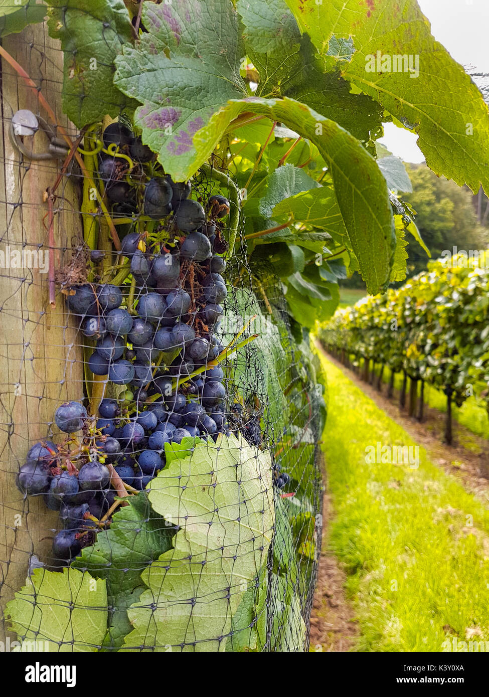 Rondo Grape High Resolution Stock Photography and Images - Alamy