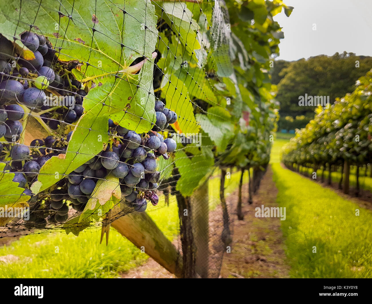 Pinot noir vineyard hi-res stock photography and images - Alamy