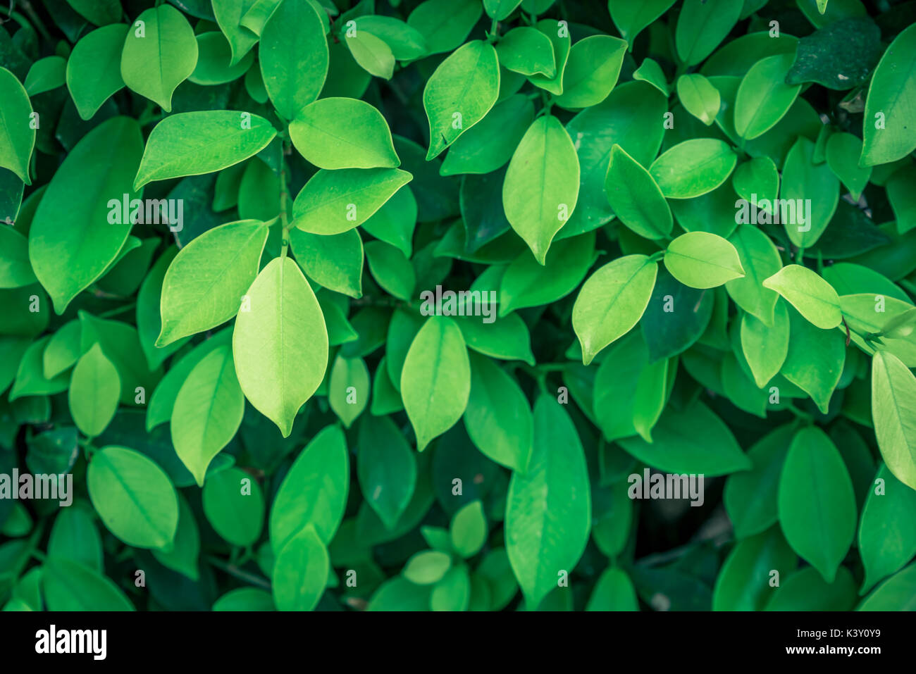 Green leaf on nature backgrounds Stock Photo - Alamy