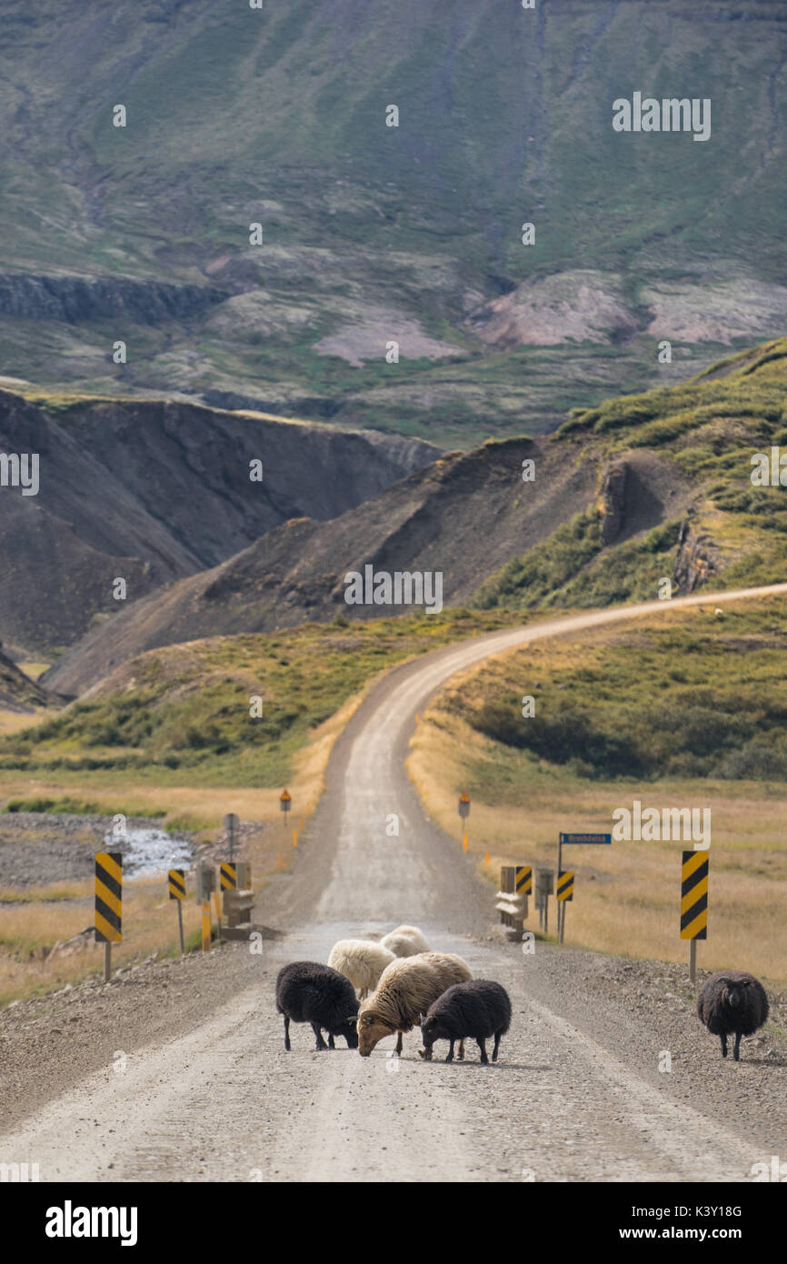 Sheep blocking a road in eastern Iceland Stock Photo - Alamy