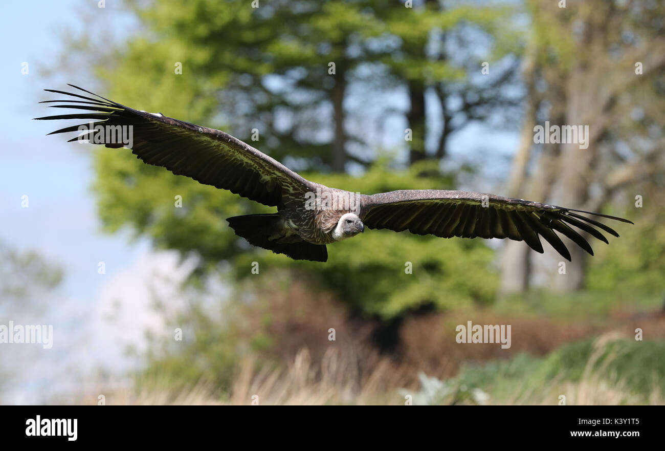 Big white vulture close up hi-res stock photography and images - Alamy