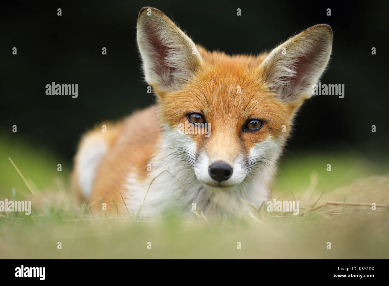 Were fox hi-res stock photography and images - Alamy