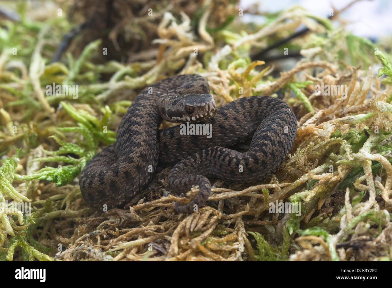 Neonate snake hi-res stock photography and images - Alamy