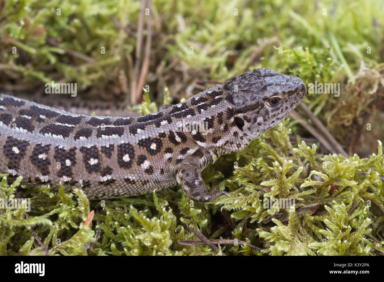 Female sand lizard hi-res stock photography and images - Alamy