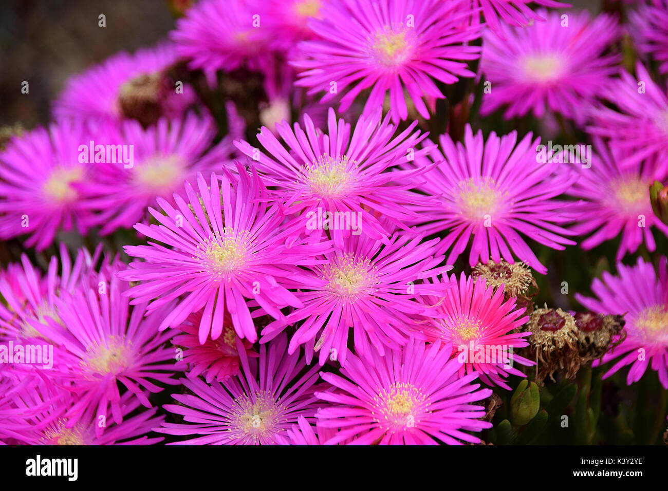 Carpobrotus edulis also known as the Hottentot Fig. Flowering in Porto ...