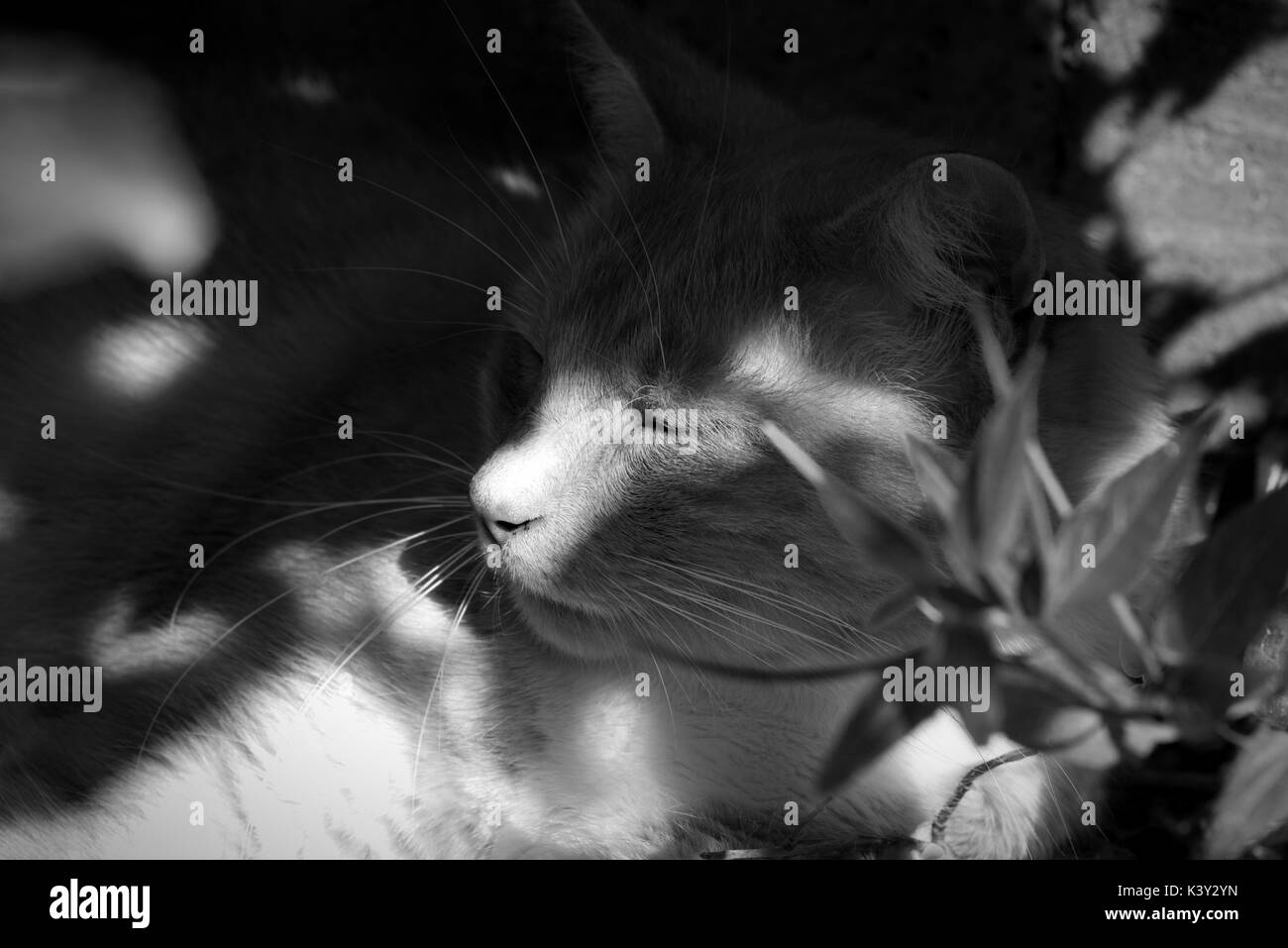 Portrait image of domestic cat in shade under a tree Stock Photo - Alamy