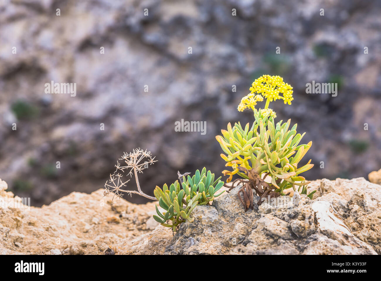 Wild flowers grow on cliffs hi-res stock photography and images - Alamy