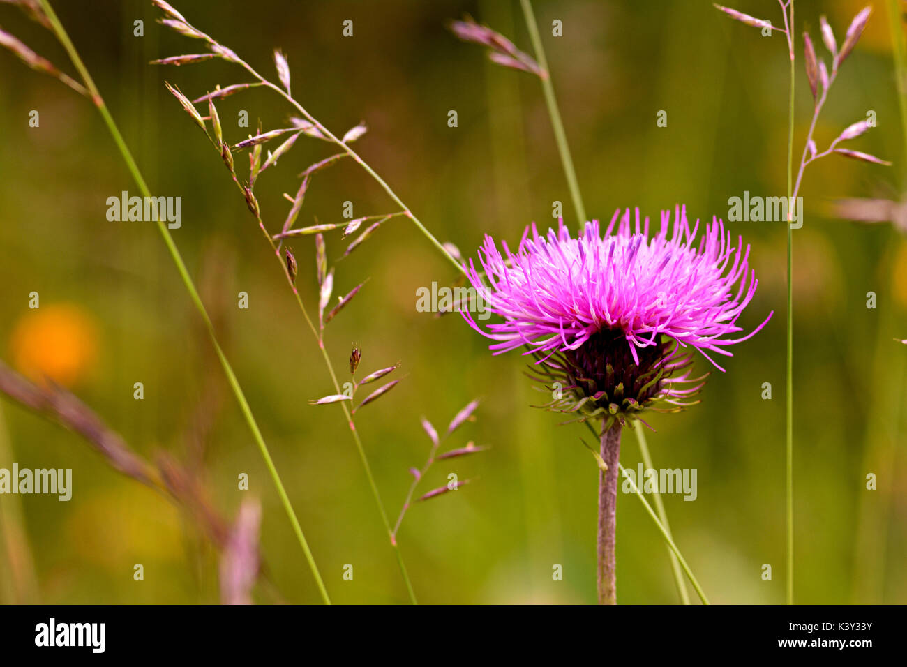 Magenta wildflower hi-res stock photography and images - Alamy