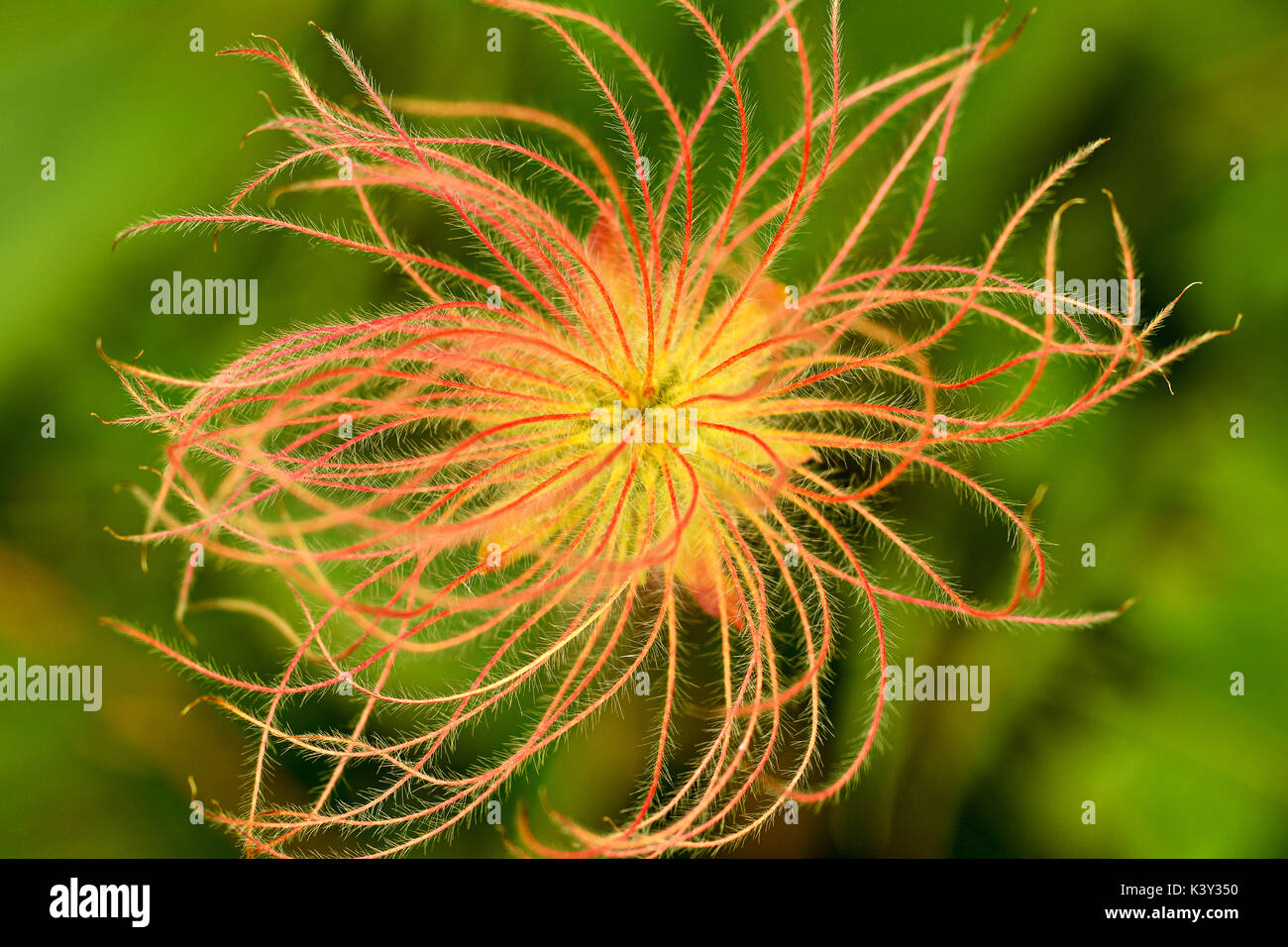 Seed Head - Swiss Alps - Wildflower Seeds - Mt. Titlus Switzerland ...